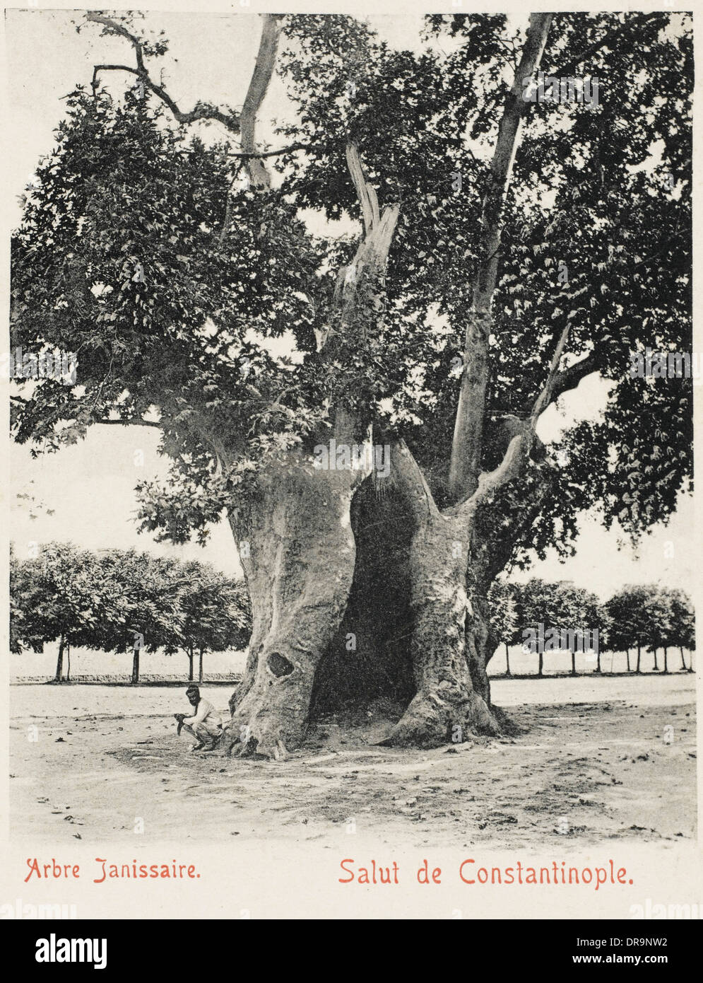 The Janisary Tree - Constantinople, Turkey Stock Photo - Alamy