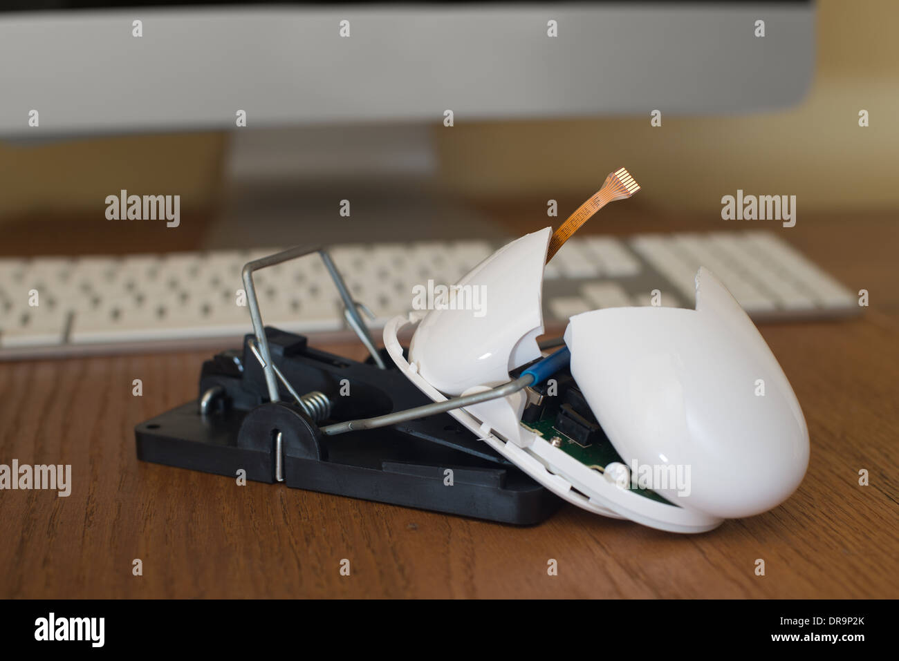 Computer mouse caught and broken in two in a mousetrap rattrap with ...