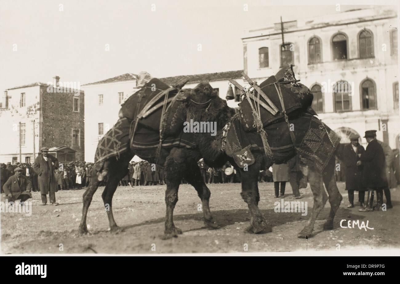 Camel fighting hi-res stock photography and images - Alamy