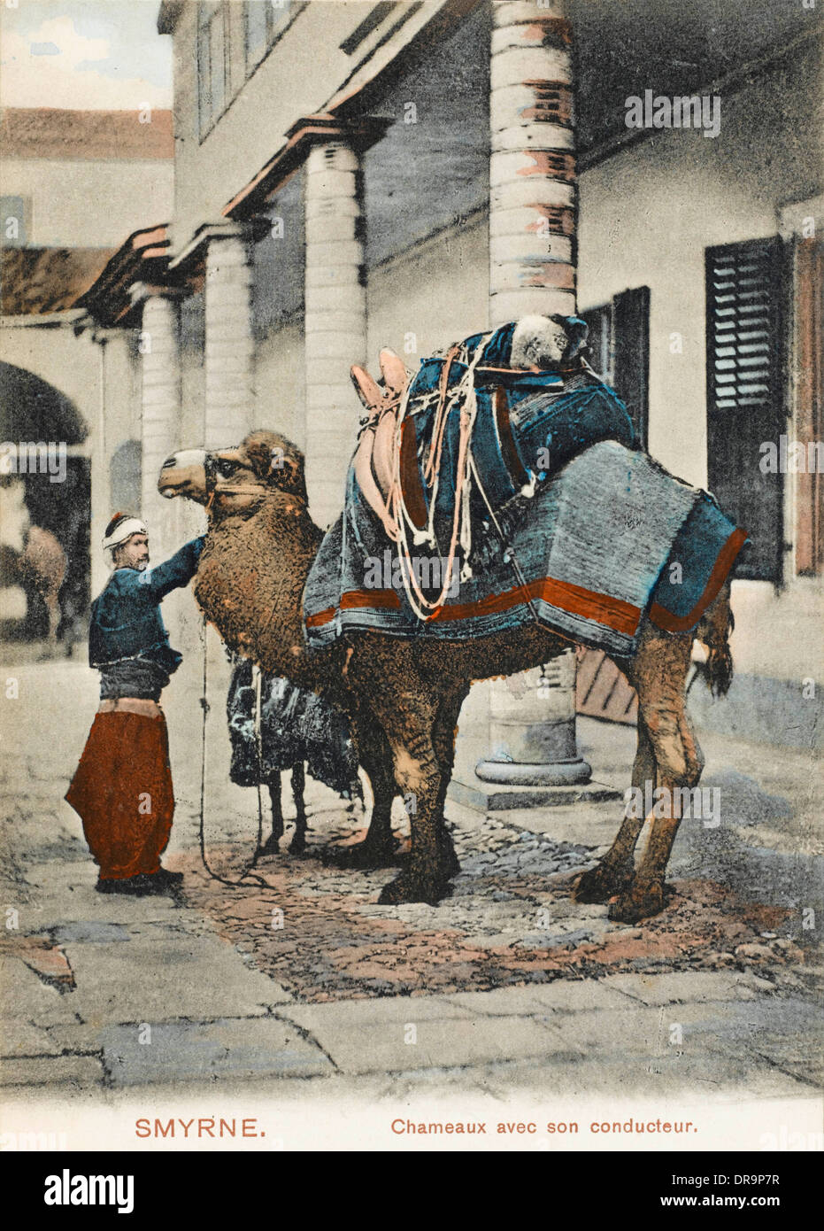 Izmir, Turkey - A Fine Camel Stock Photo - Alamy