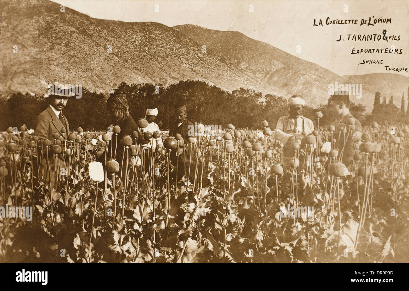 Opium cultivation hi-res stock photography and images - Alamy