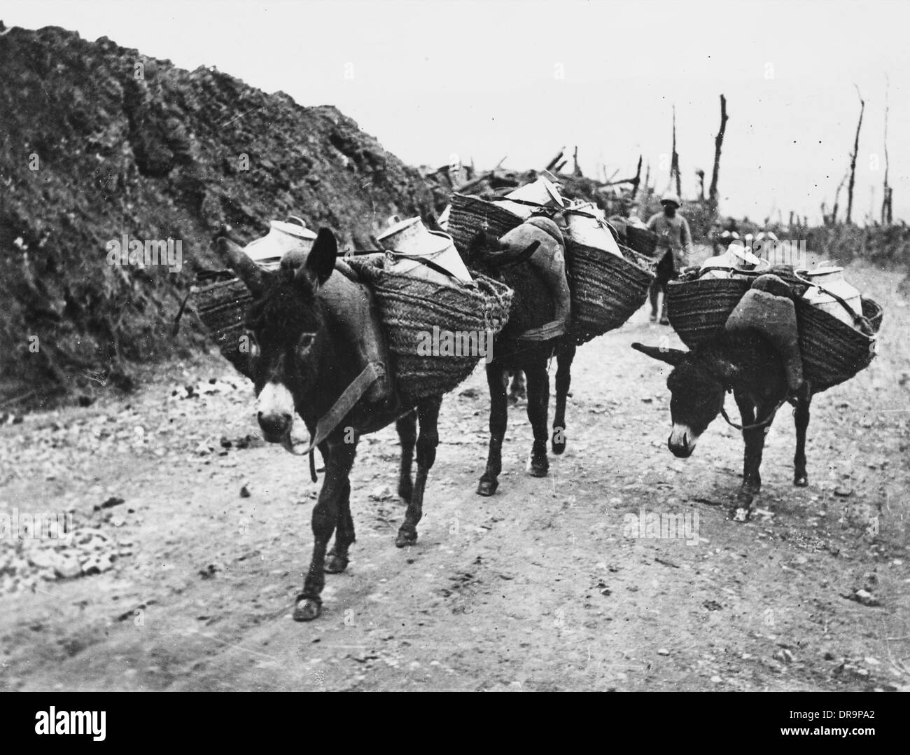 Donkeys in World War I Stock Photo - Alamy