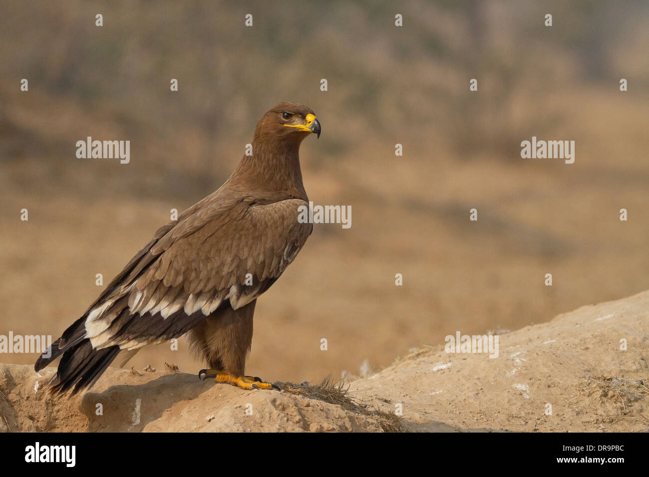 Steppe Eagle (Aquila nipalensis) near Bikaner, Rajasthan, India Stock ...