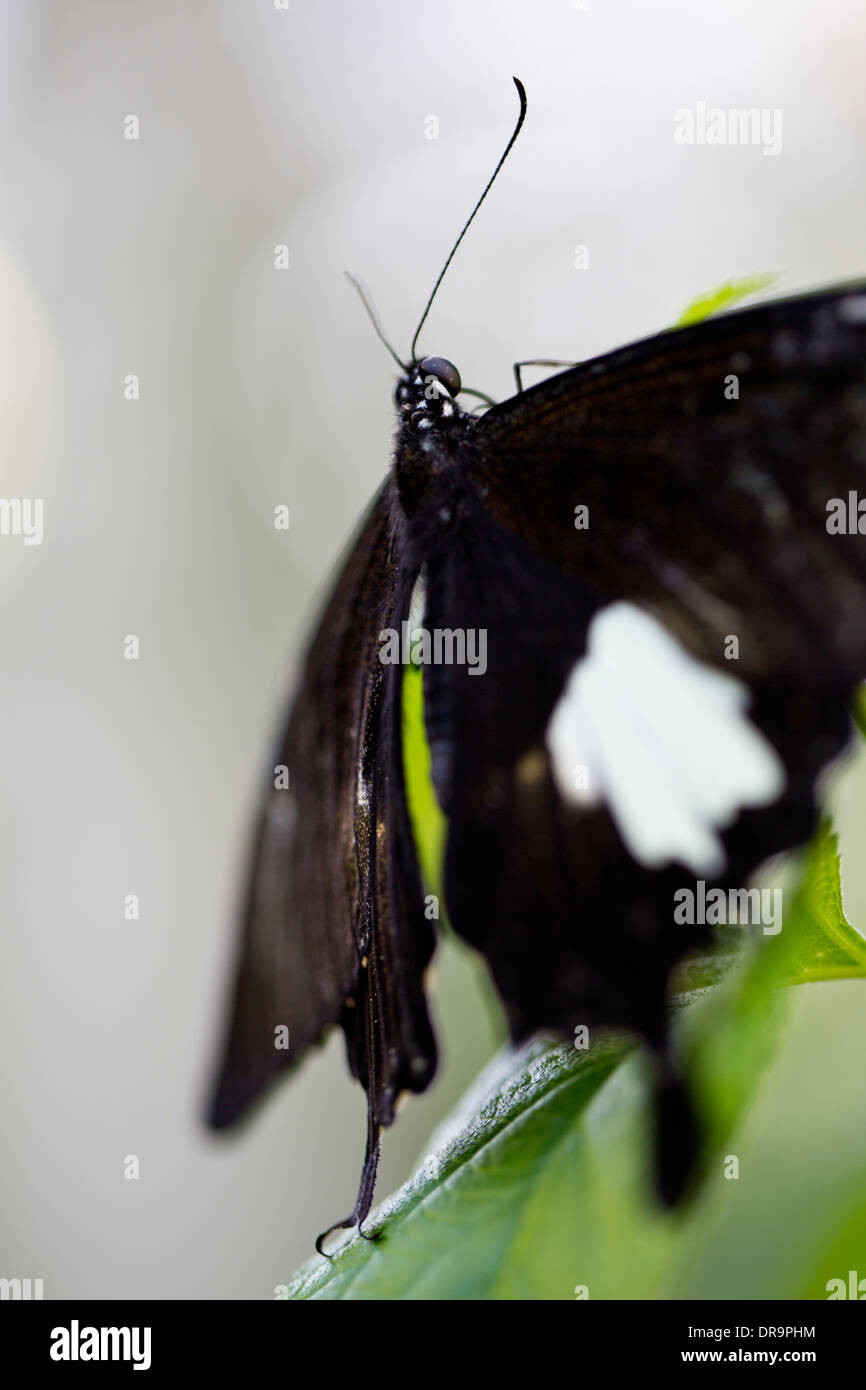 Common Mormon Butterfly Stock Photo - Alamy