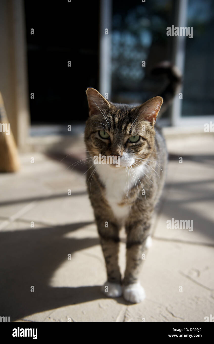 Fusa hi-res stock photography and images - Alamy