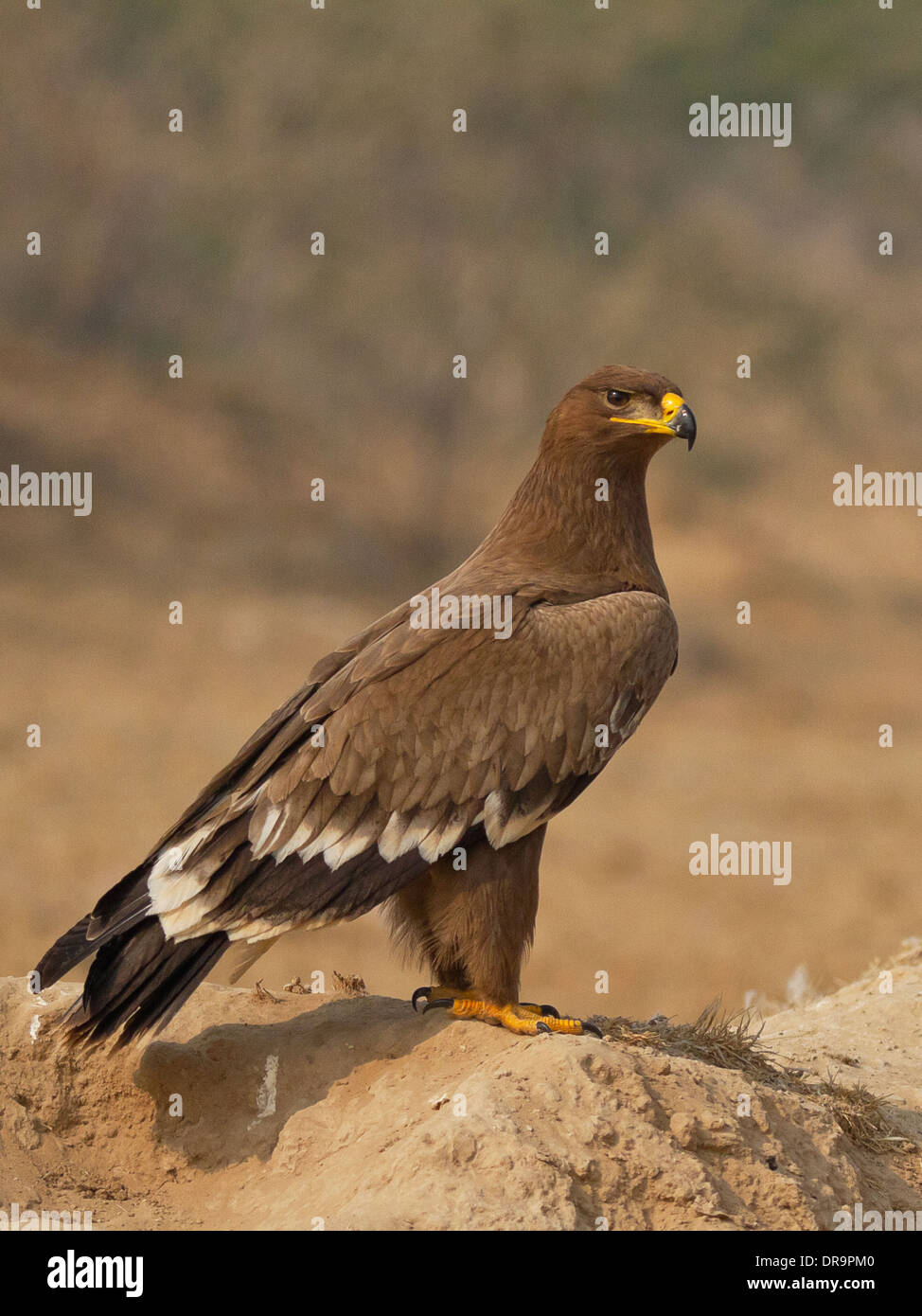 Steppe Eagle (Aquila nipalensis) near Bikaner, Rajasthan, India Stock ...