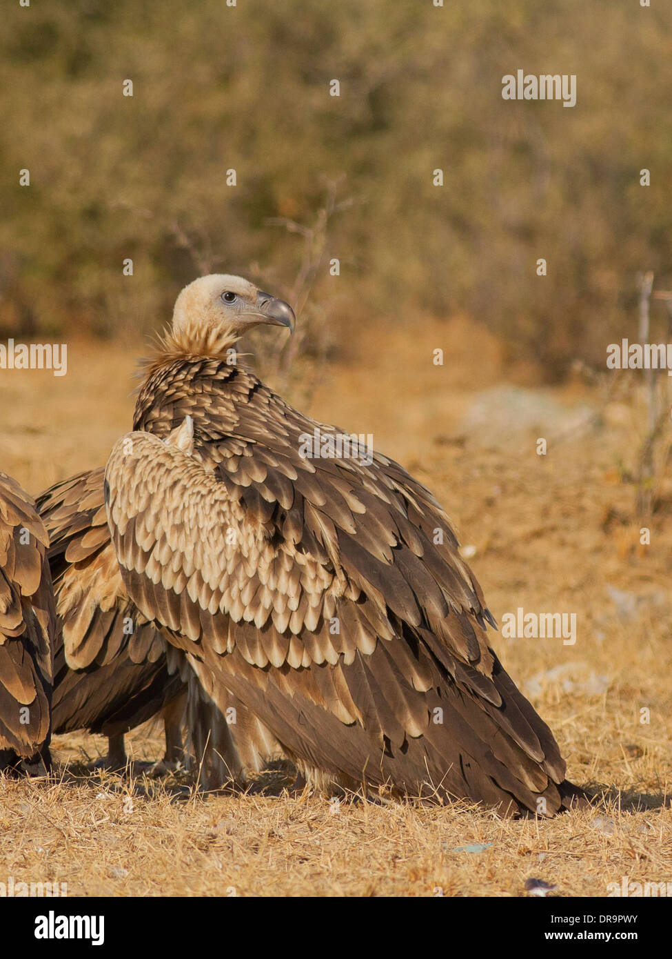 Gyps himalayensis india hi-res stock photography and images - Alamy
