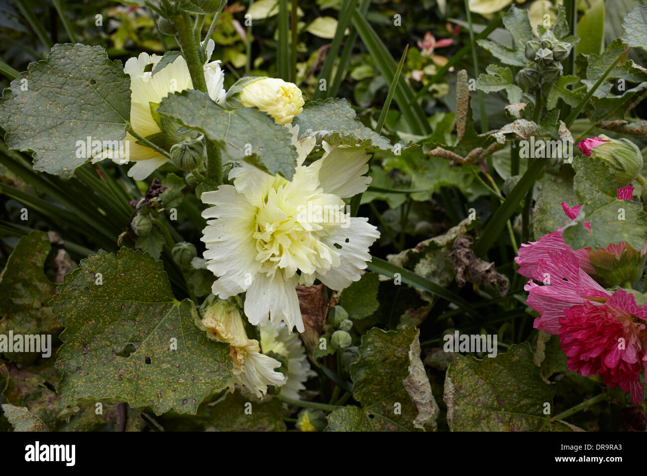 Various garden insects hi-res stock photography and images - Alamy