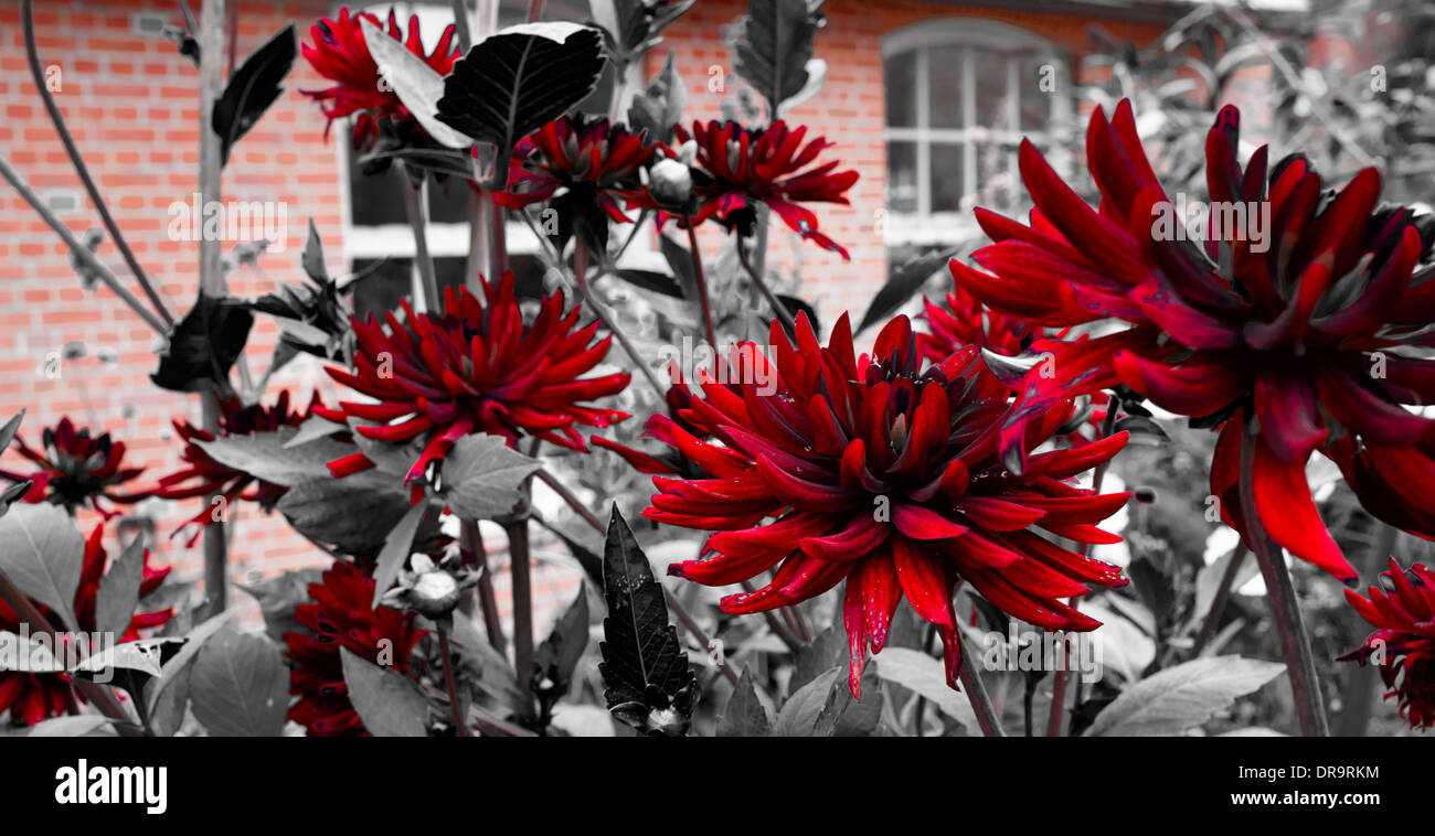 Example of flower bloom showing attacks from various insects and pests ...