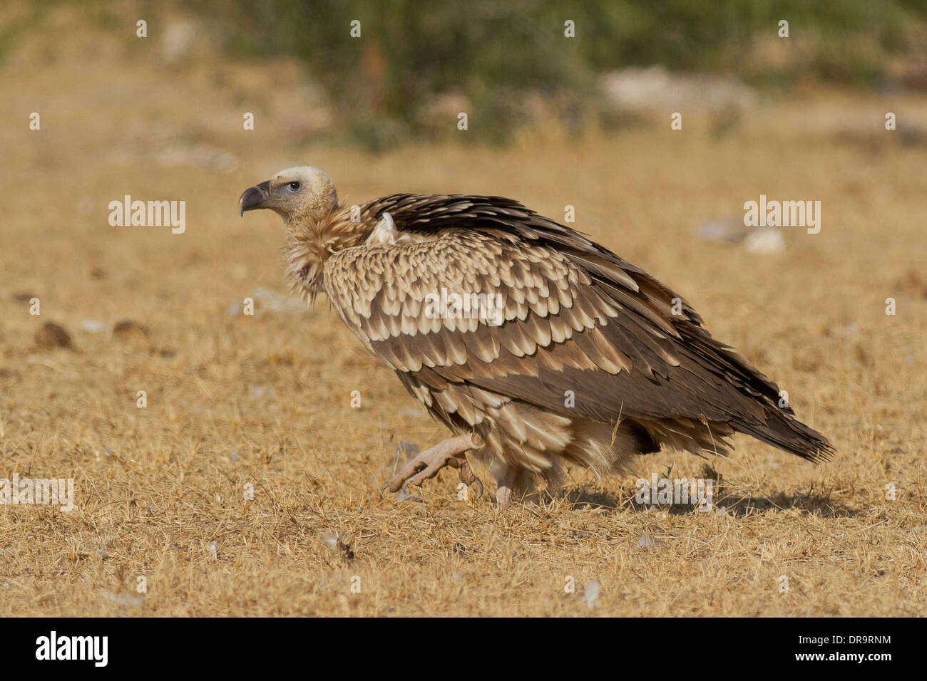Himalayan Vulture or Himalayan Griffon Vulture (Gyps himalayensis) near ...