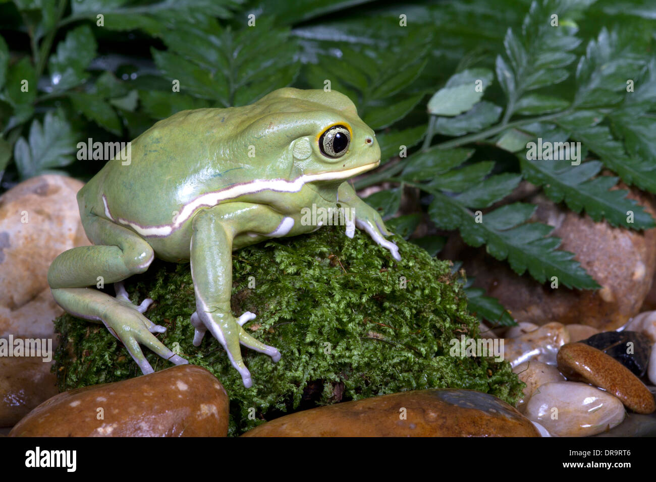 Waxy Monkey Frog Phyllomedusa sauvagii Stock Photo - Alamy
