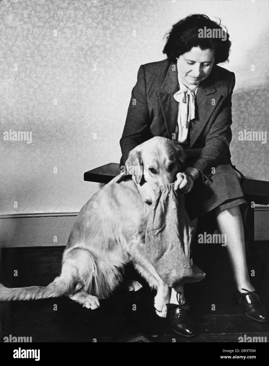 War dog hi-res stock photography and images - Alamy