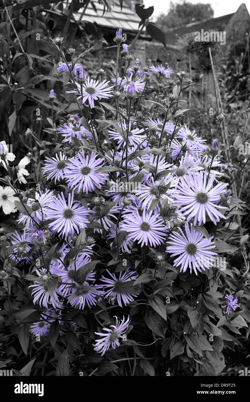 Example of flower bloom showing attacks from various insects and pests ...