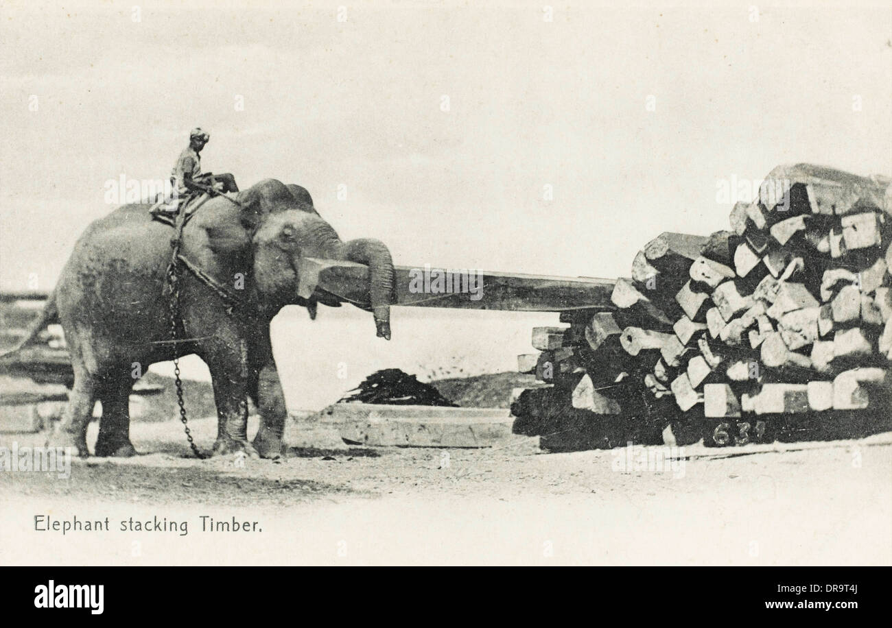 Elephant shifting large pieces of timber Stock Photo - Alamy