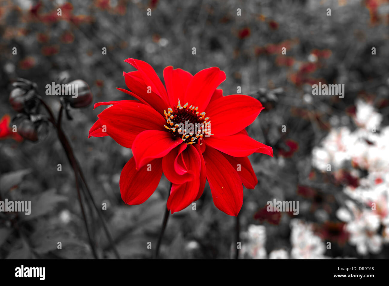 Example of flower bloom showing attacks from various insects and pests ...
