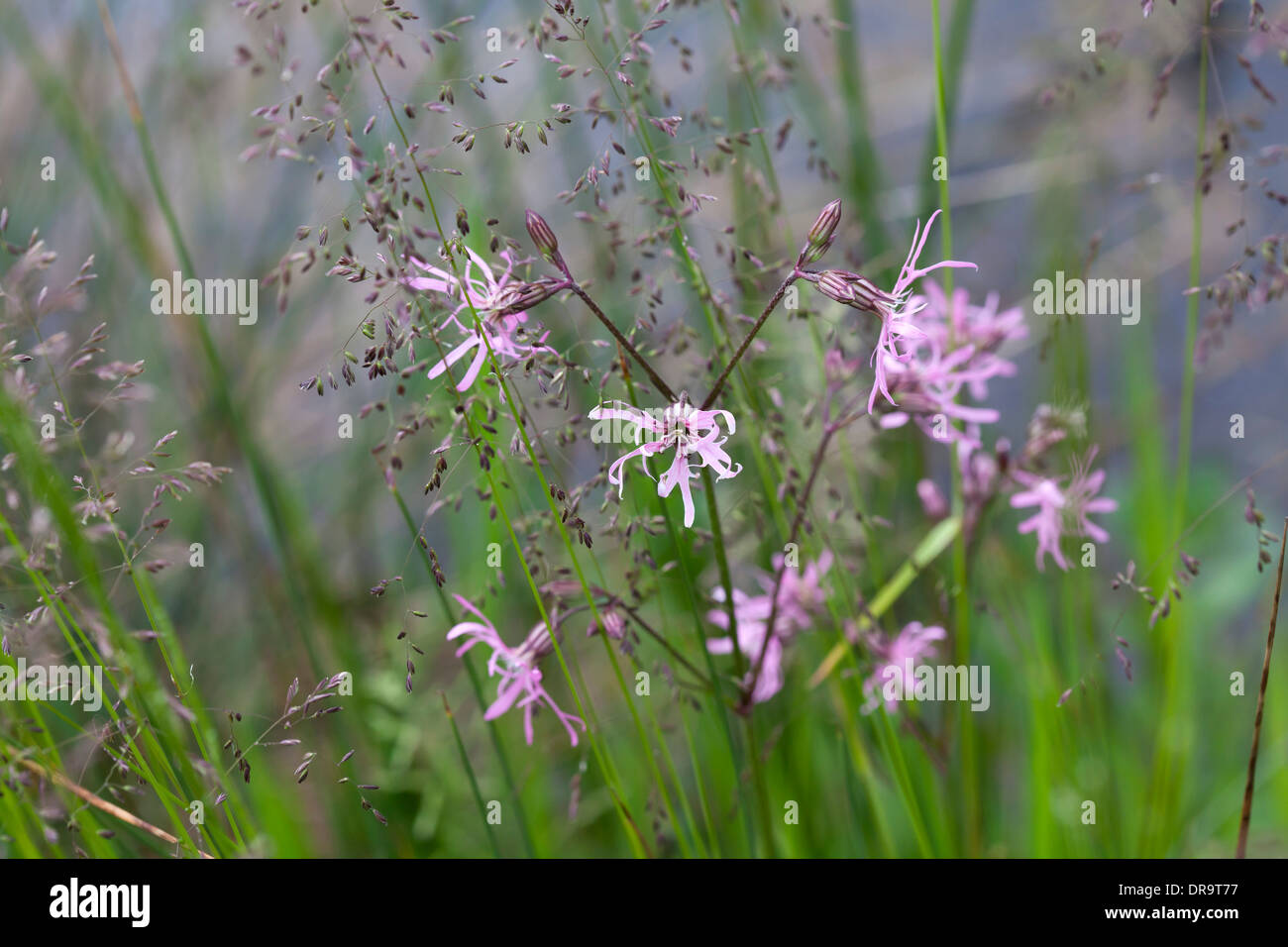Lychnis flos cuculi ragged robin hi-res stock photography and images ...