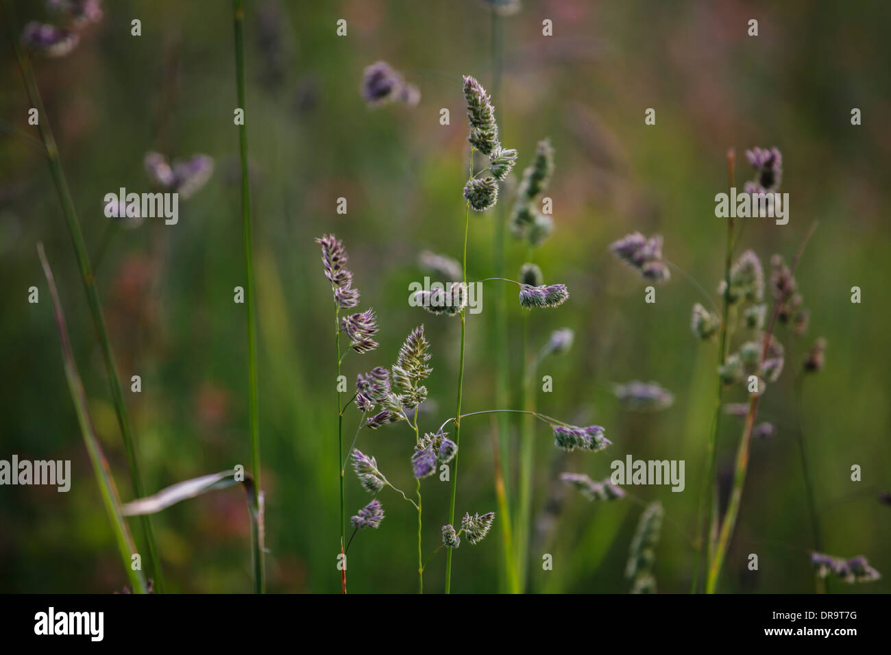 English meadow grasses Stock Photo - Alamy