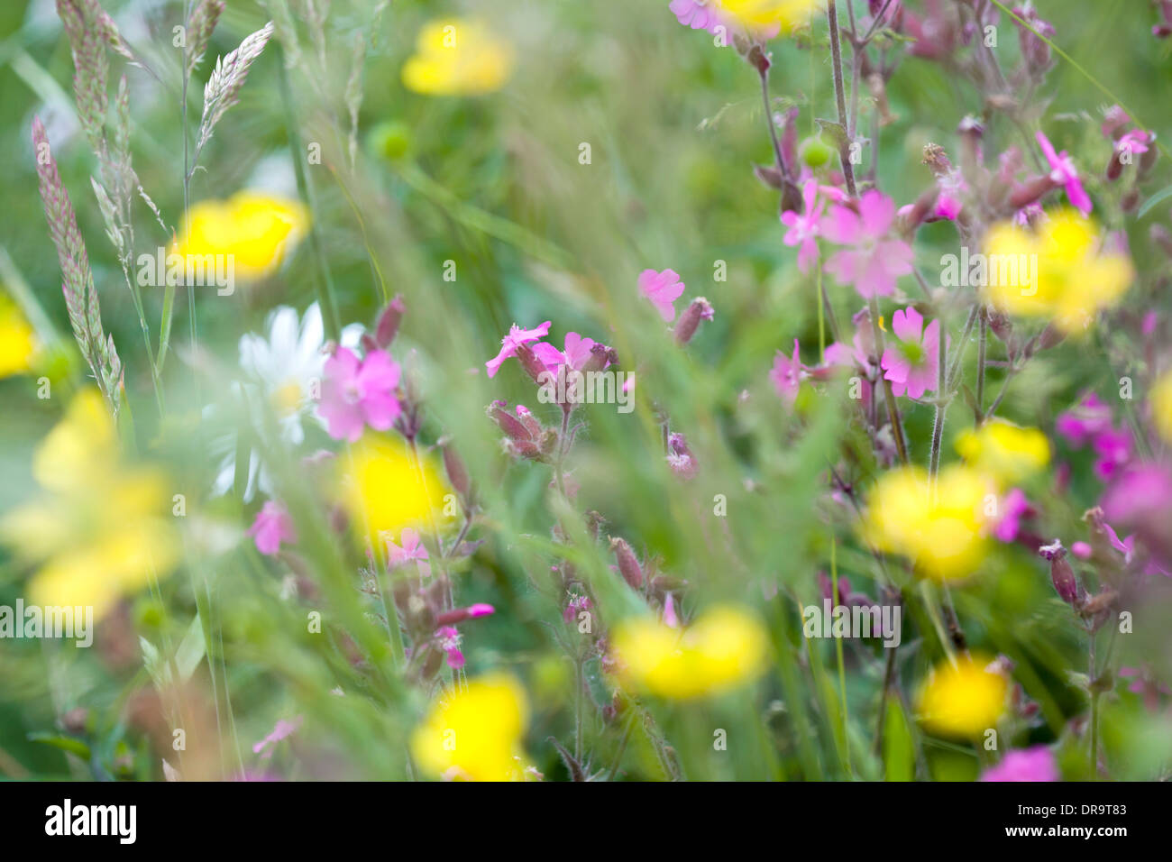 Wildflowers and wild bird hi-res stock photography and images - Alamy