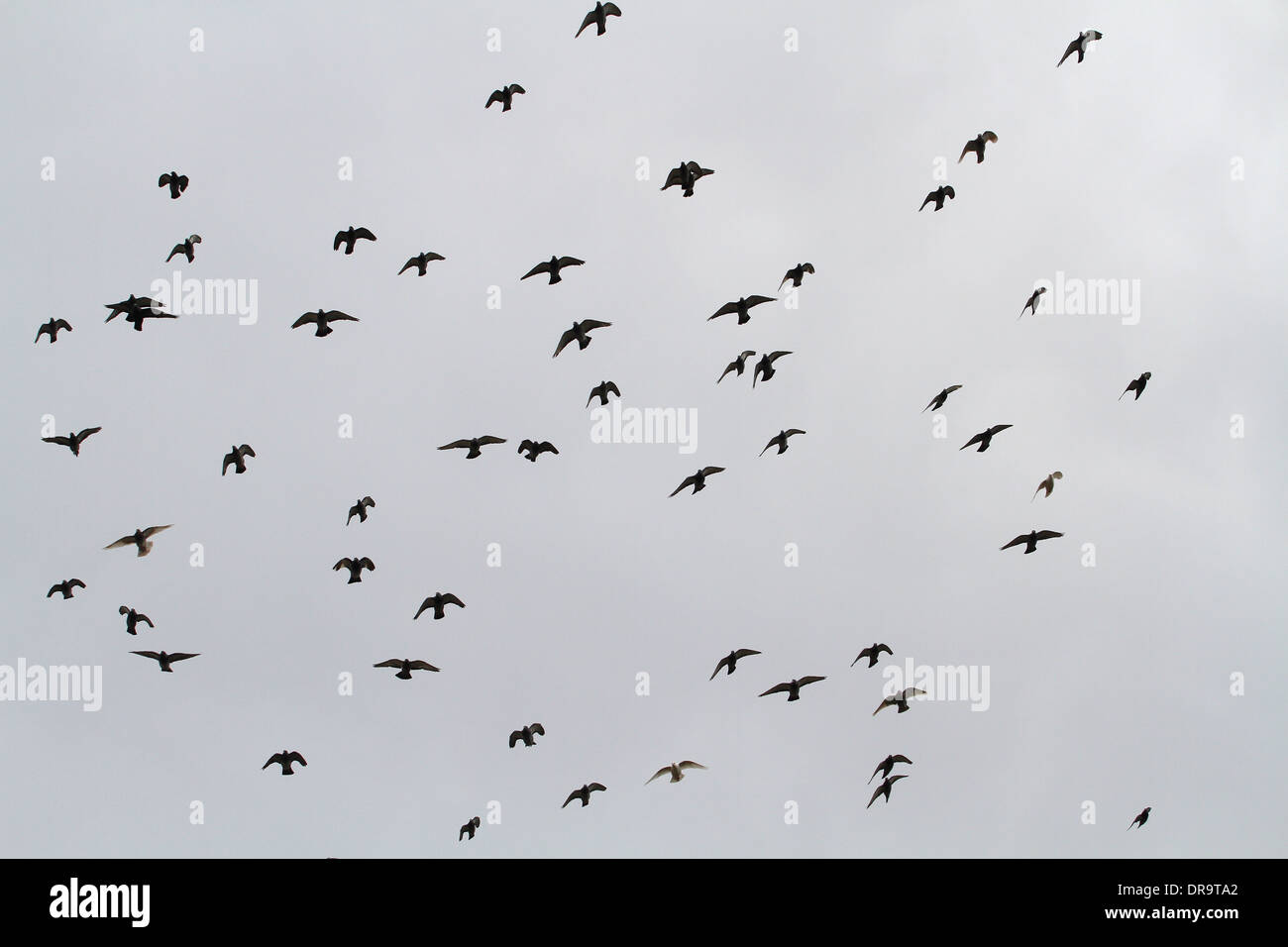Pigeons seen in the island of Majorca, Spain Stock Photo - Alamy