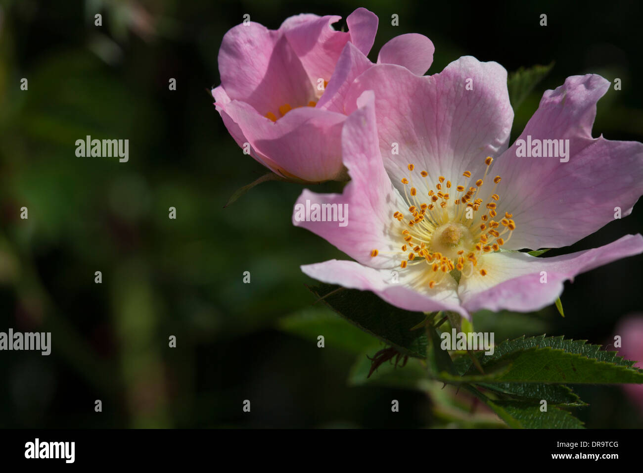 English hedgerow flower hi-res stock photography and images - Alamy