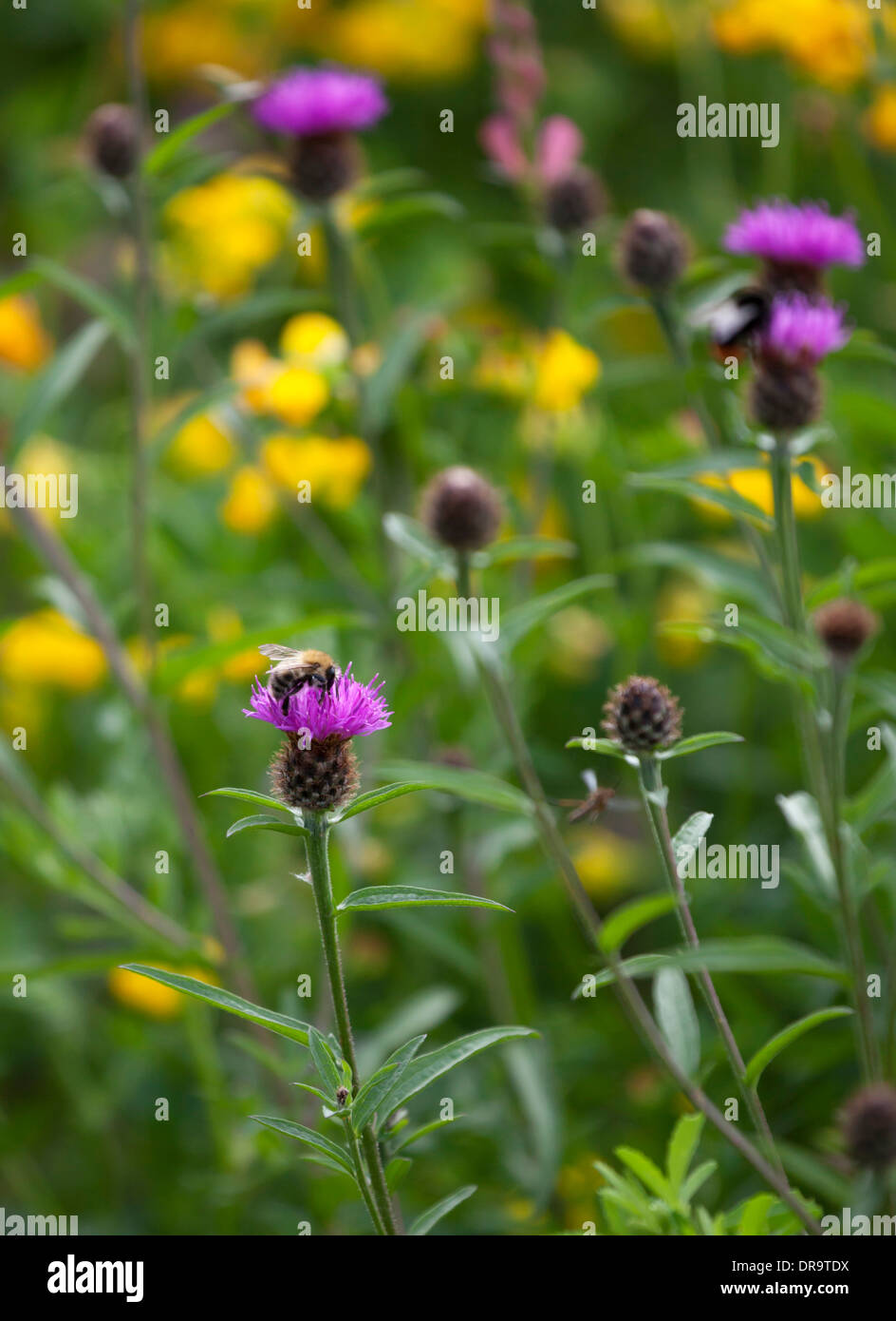 Wild flowers grown as cover and food for wild birds on English farmland ...