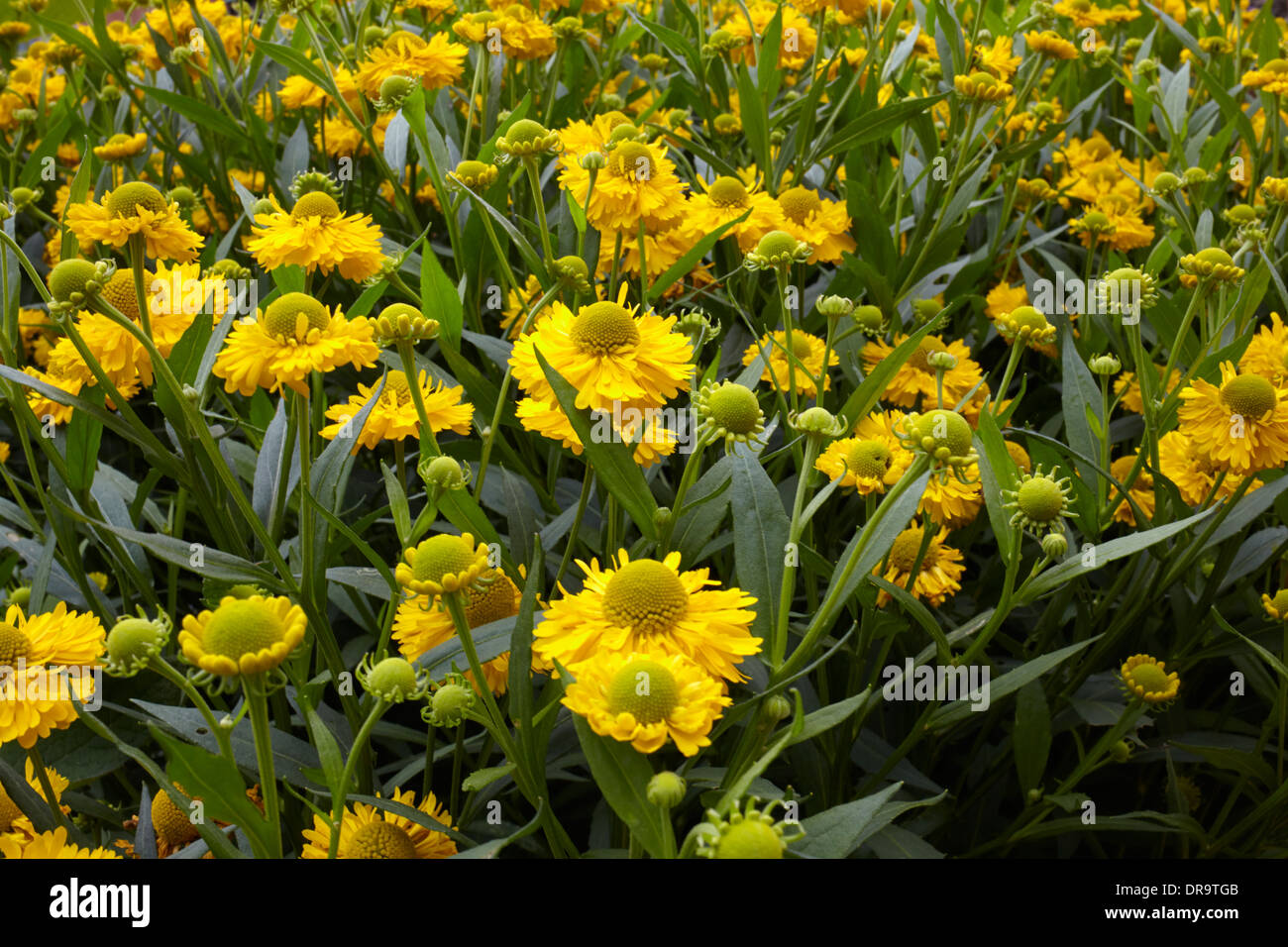 Examples of flowers showing attacks from various insects and pests ...