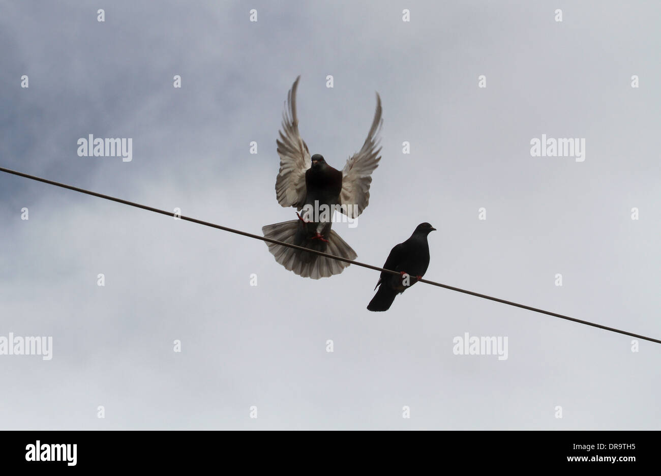 Pigeons seen in the island of Majorca, Spain Stock Photo - Alamy