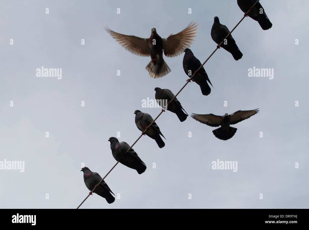 Pigeons seen in the island of Majorca, Spain Stock Photo - Alamy