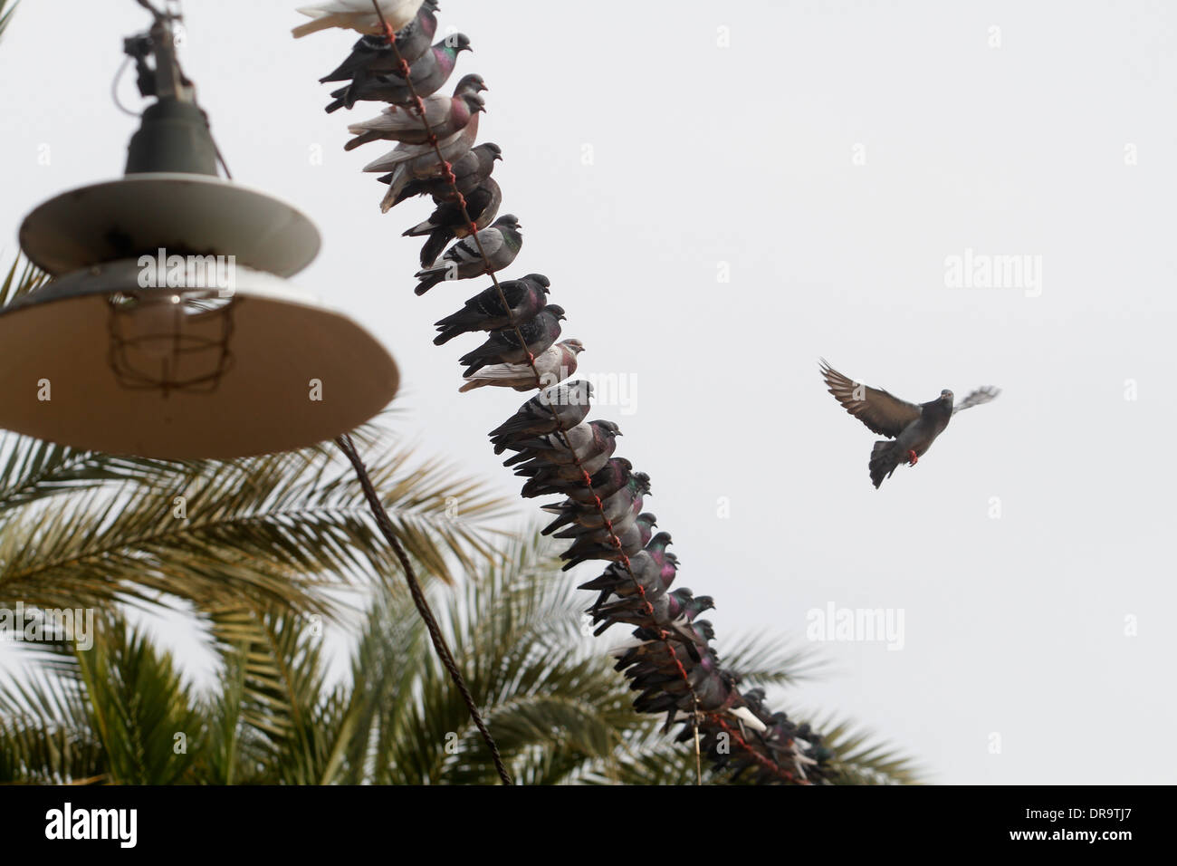Pigeons seen in the island of Majorca, Spain Stock Photo - Alamy