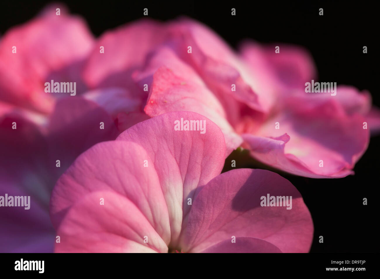 Pink geranium flowers Stock Photo - Alamy