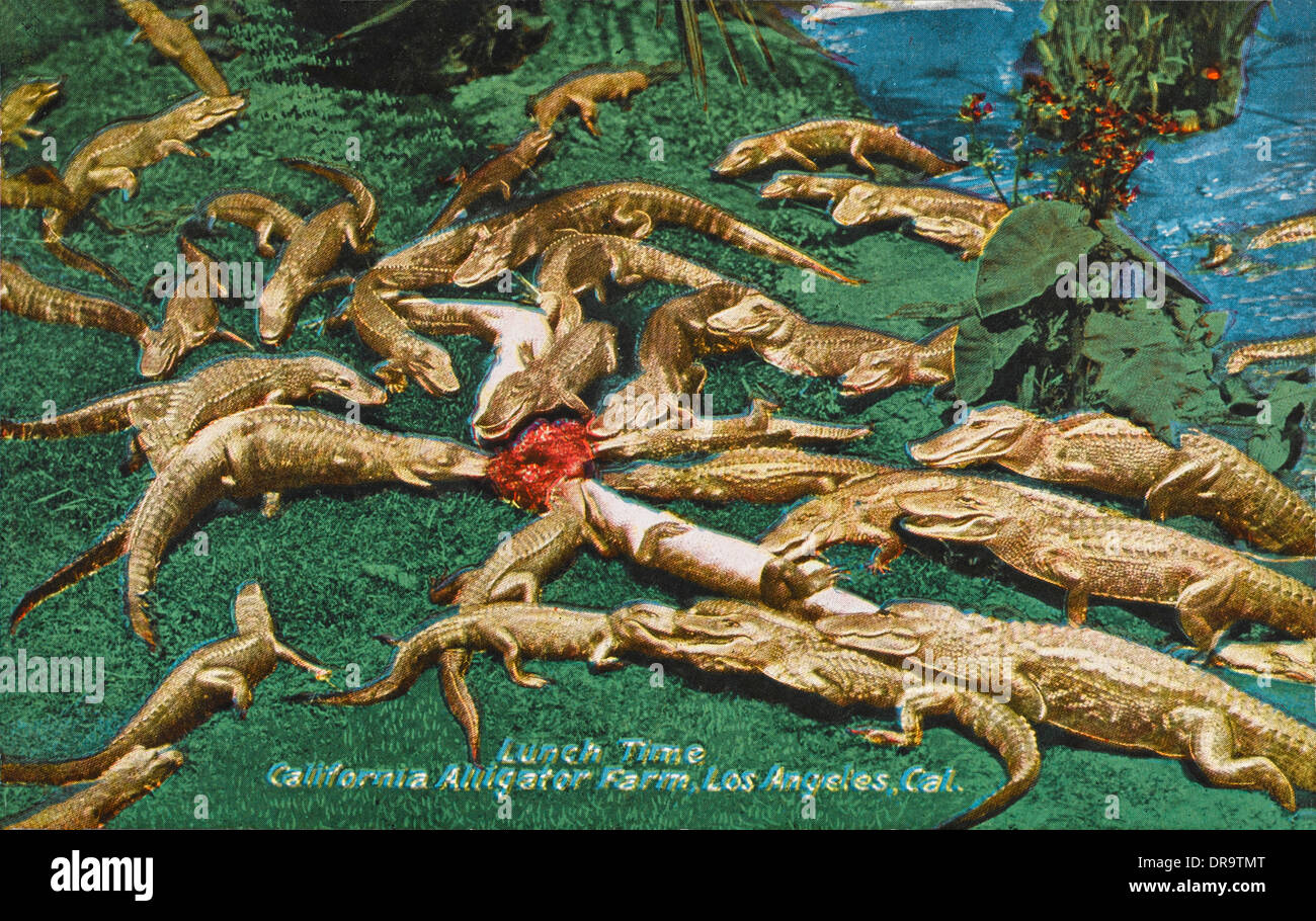 California alligator farm hi-res stock photography and images - Alamy