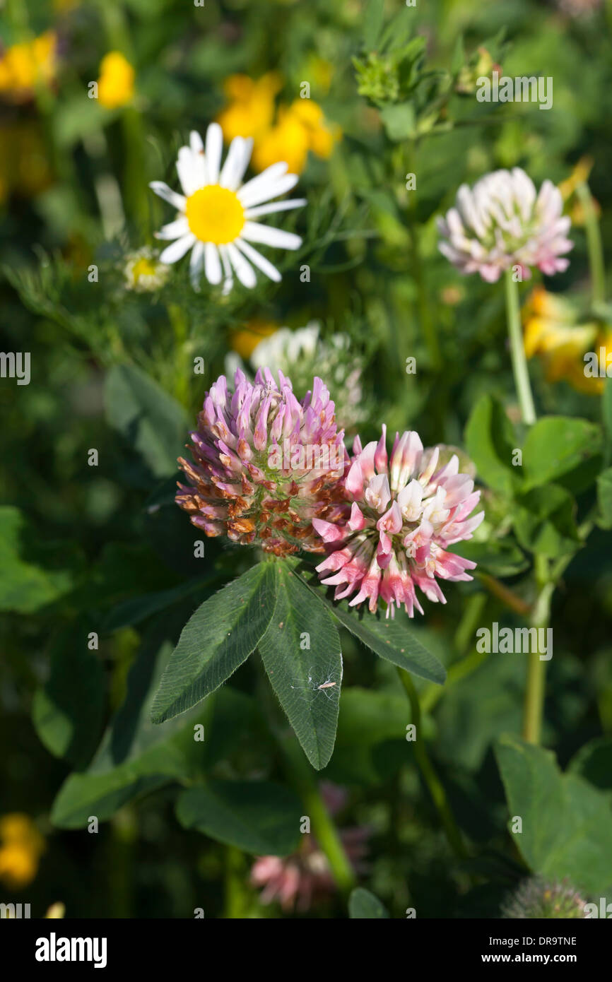 Wildflowers and wild bird hi-res stock photography and images - Alamy