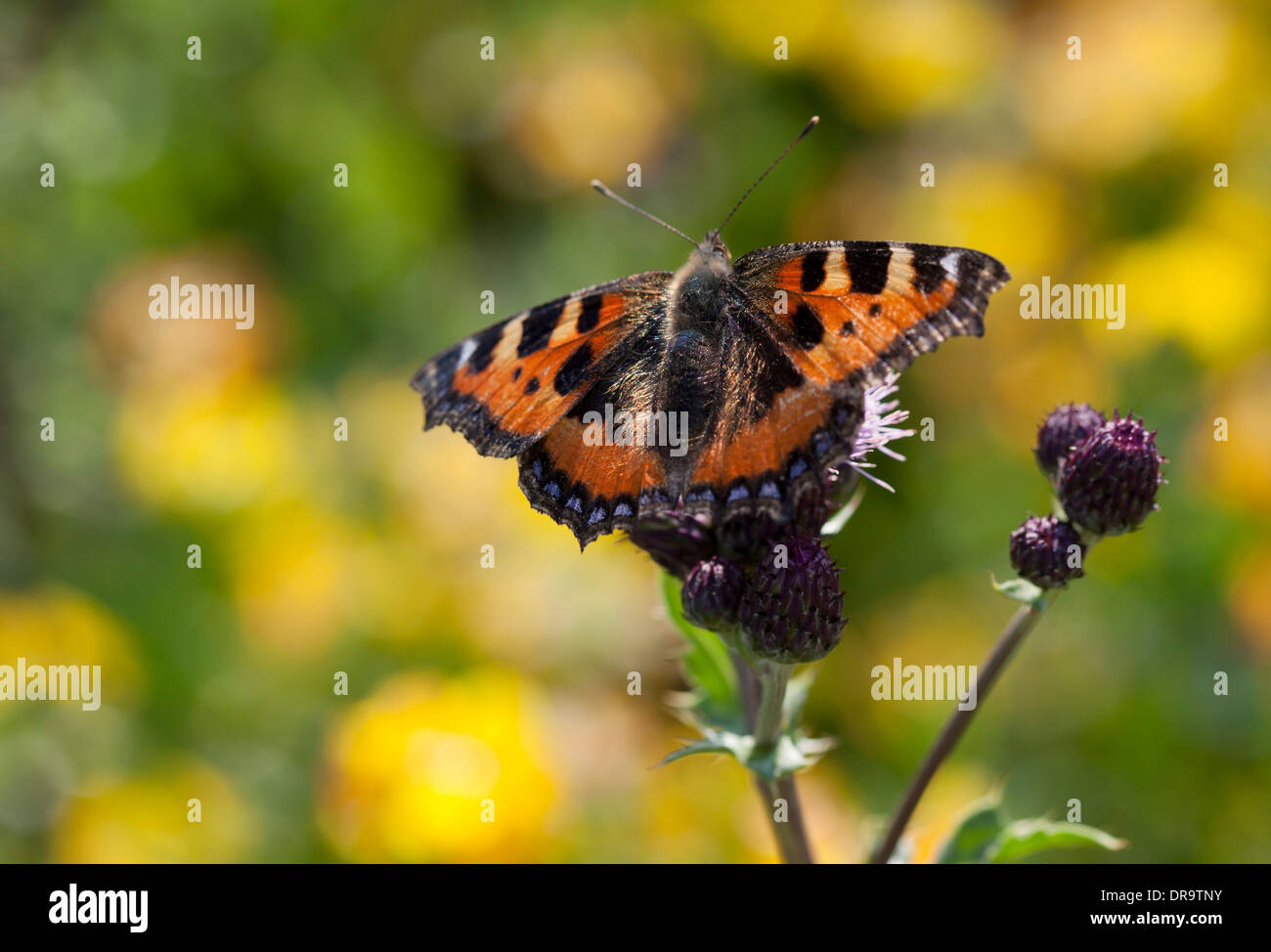 Small Tortoiseshell Butterfly Stock Photo - Alamy