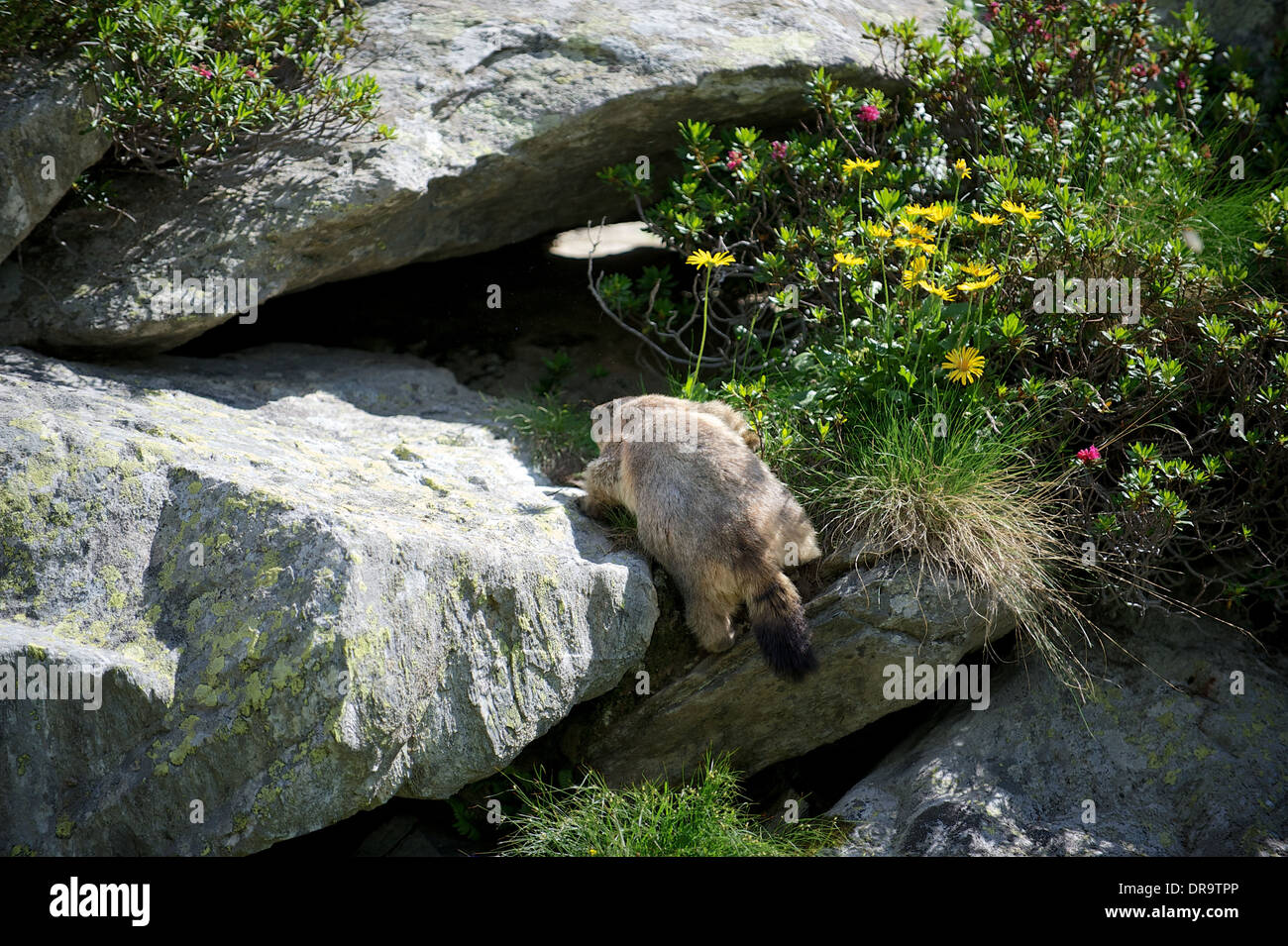 Groundhog italy hi-res stock photography and images - Alamy