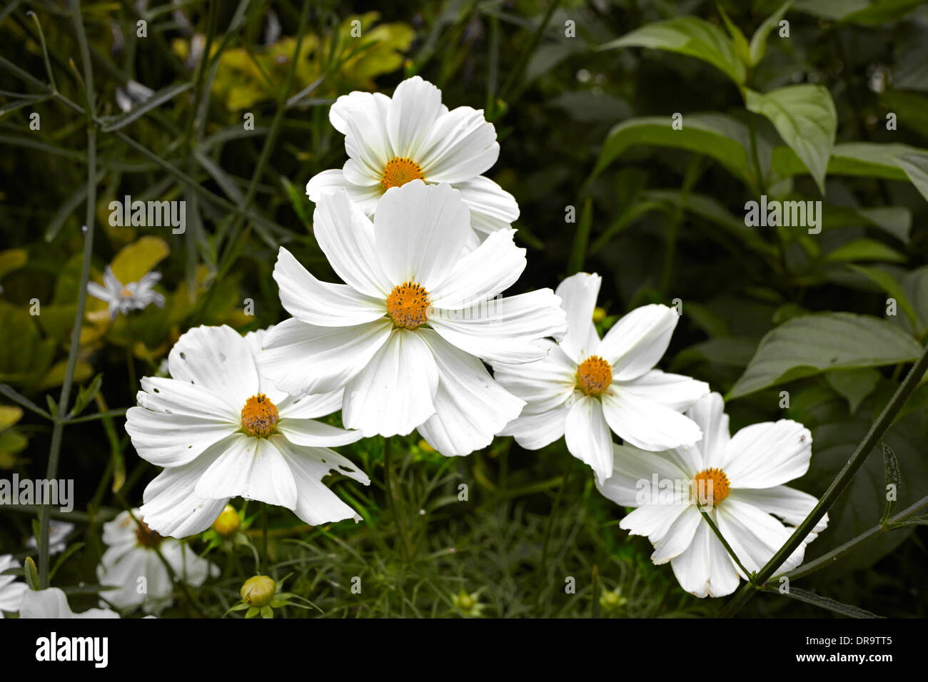 Examples of flowers showing attacks from various insects and pests ...