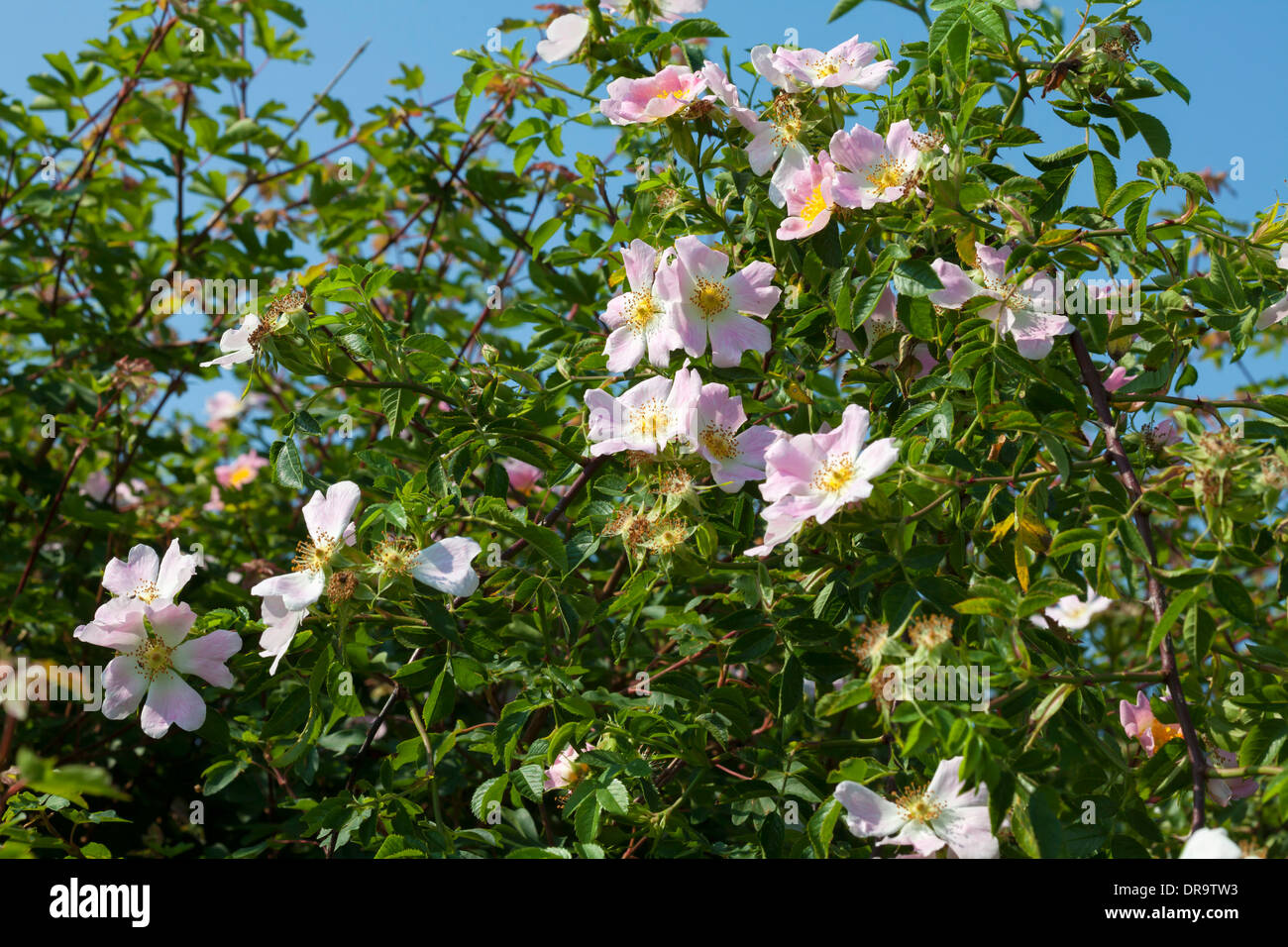Dog roses (rosa canina) flowers in an English hedgerow against a bright ...