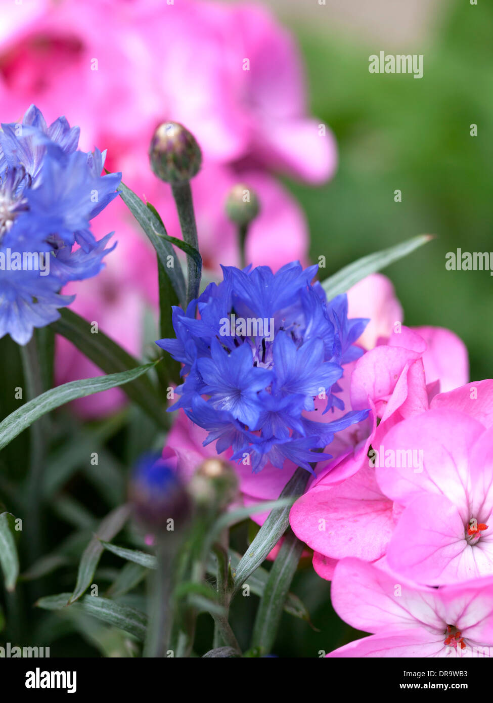 Pink geranium and blue cornflowers Stock Photo - Alamy