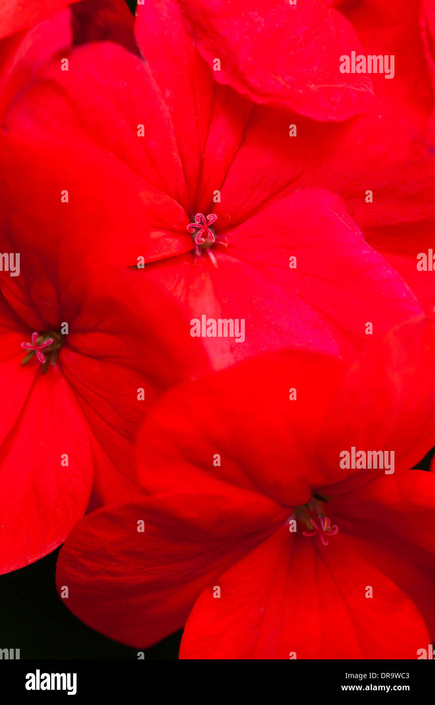 Scarlet geranium hi-res stock photography and images - Alamy