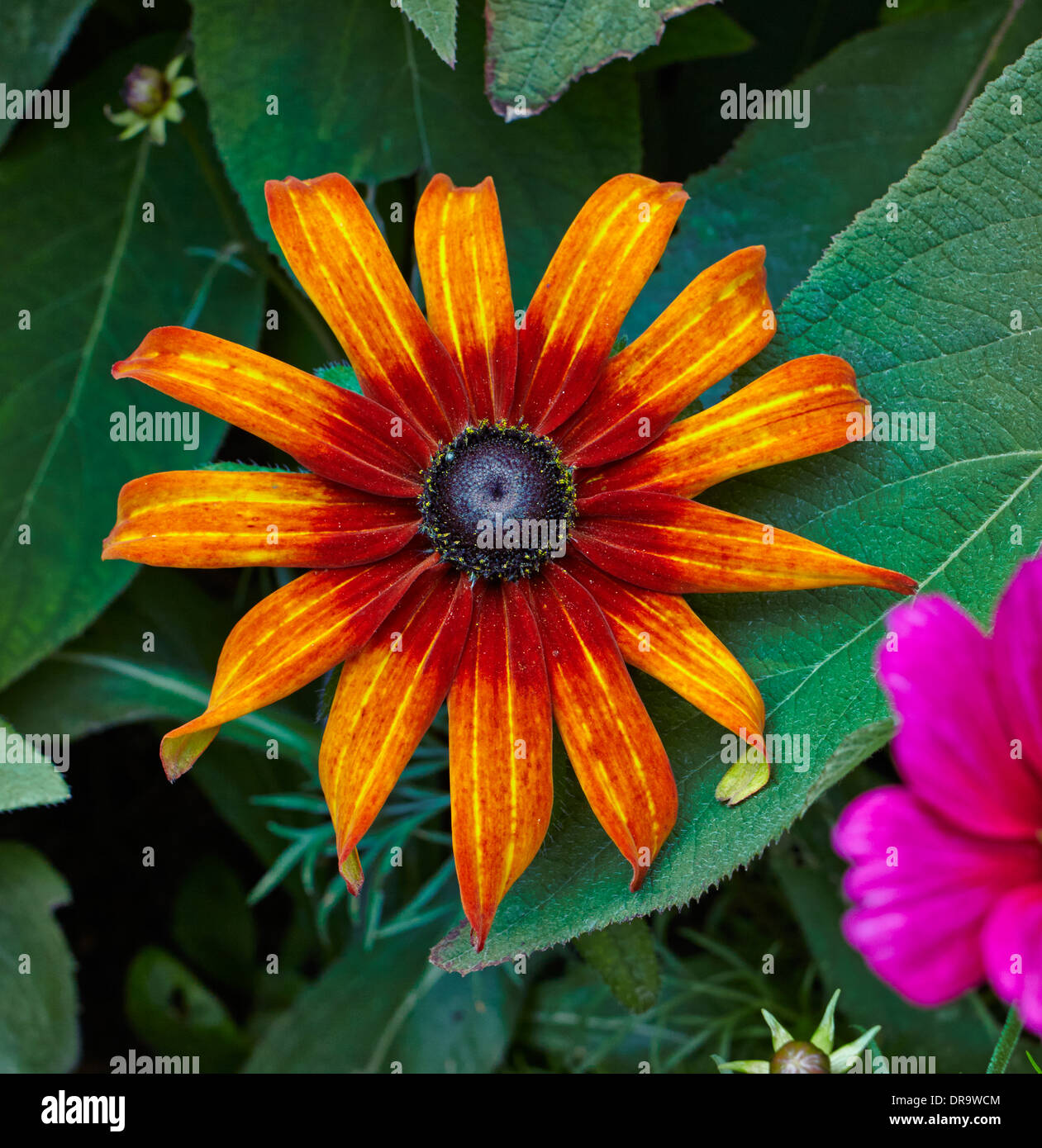 Examples of flowers showing attacks from various insects and pests ...