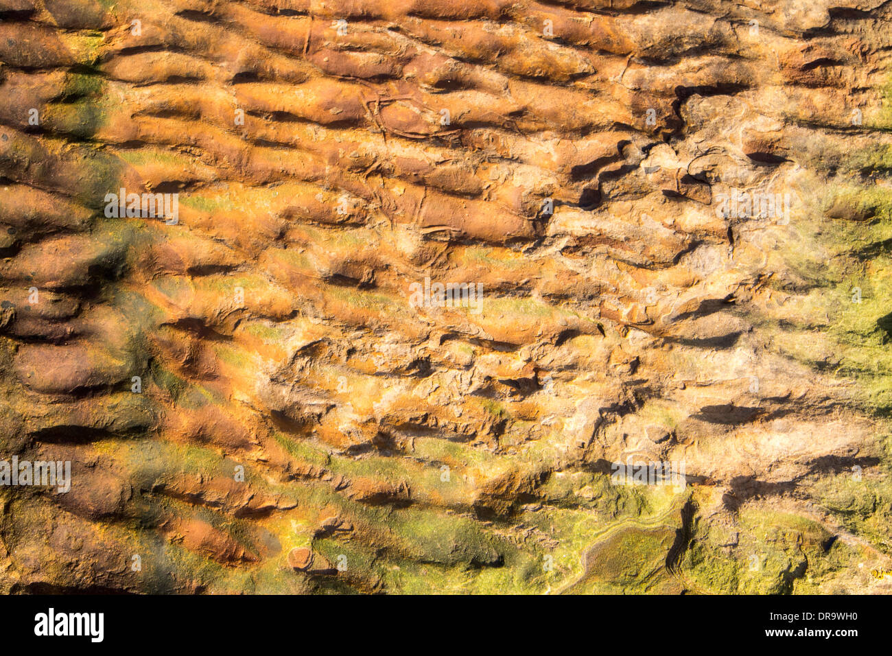 Fossilised beach ripples in sandstone on the Northumberland coast near ...
