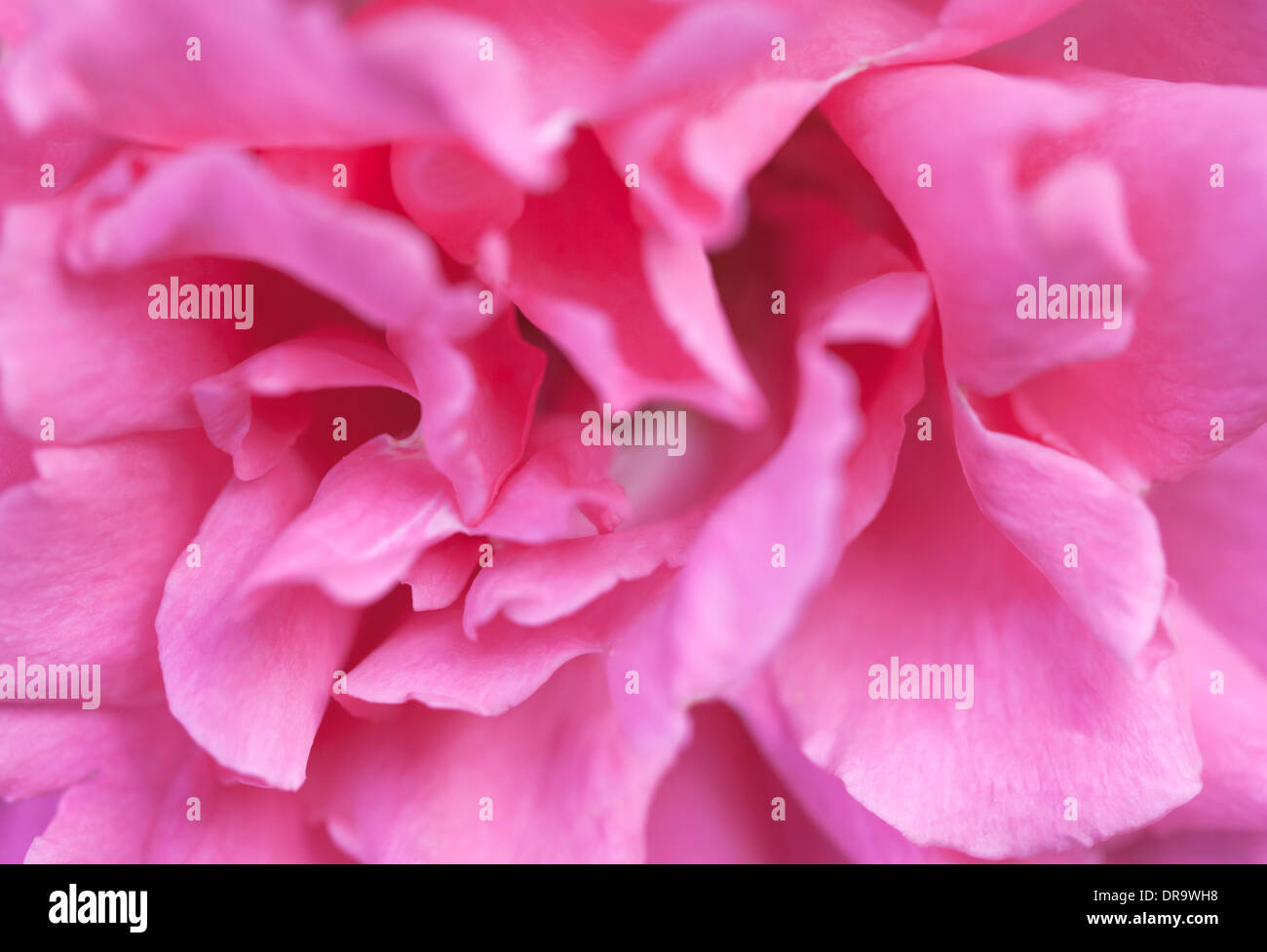 close-up of rose petals Stock Photo - Alamy
