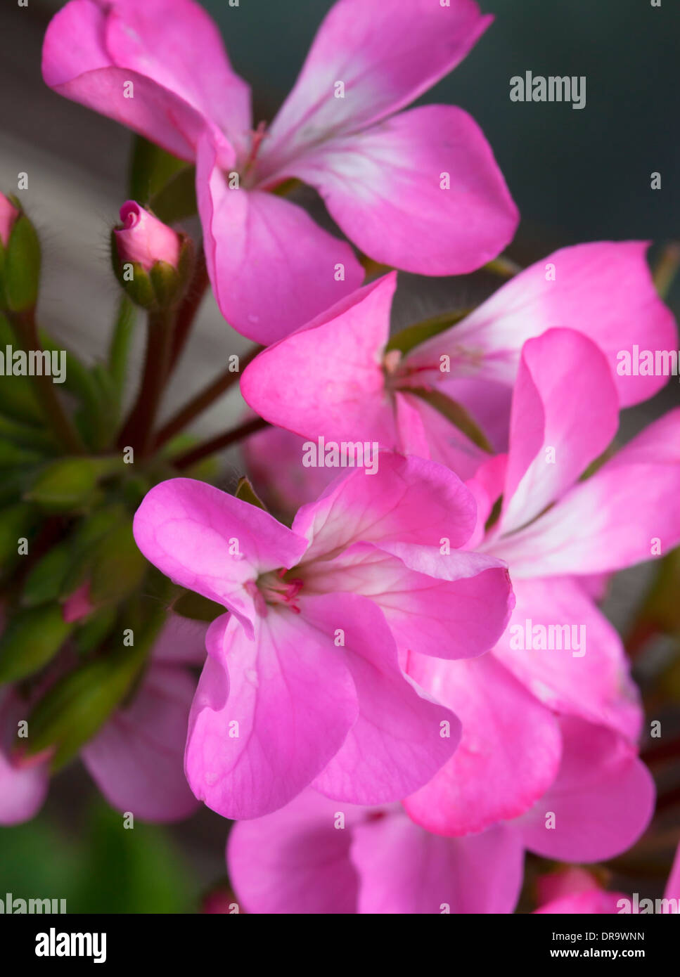 Pink geranium flowers Stock Photo - Alamy