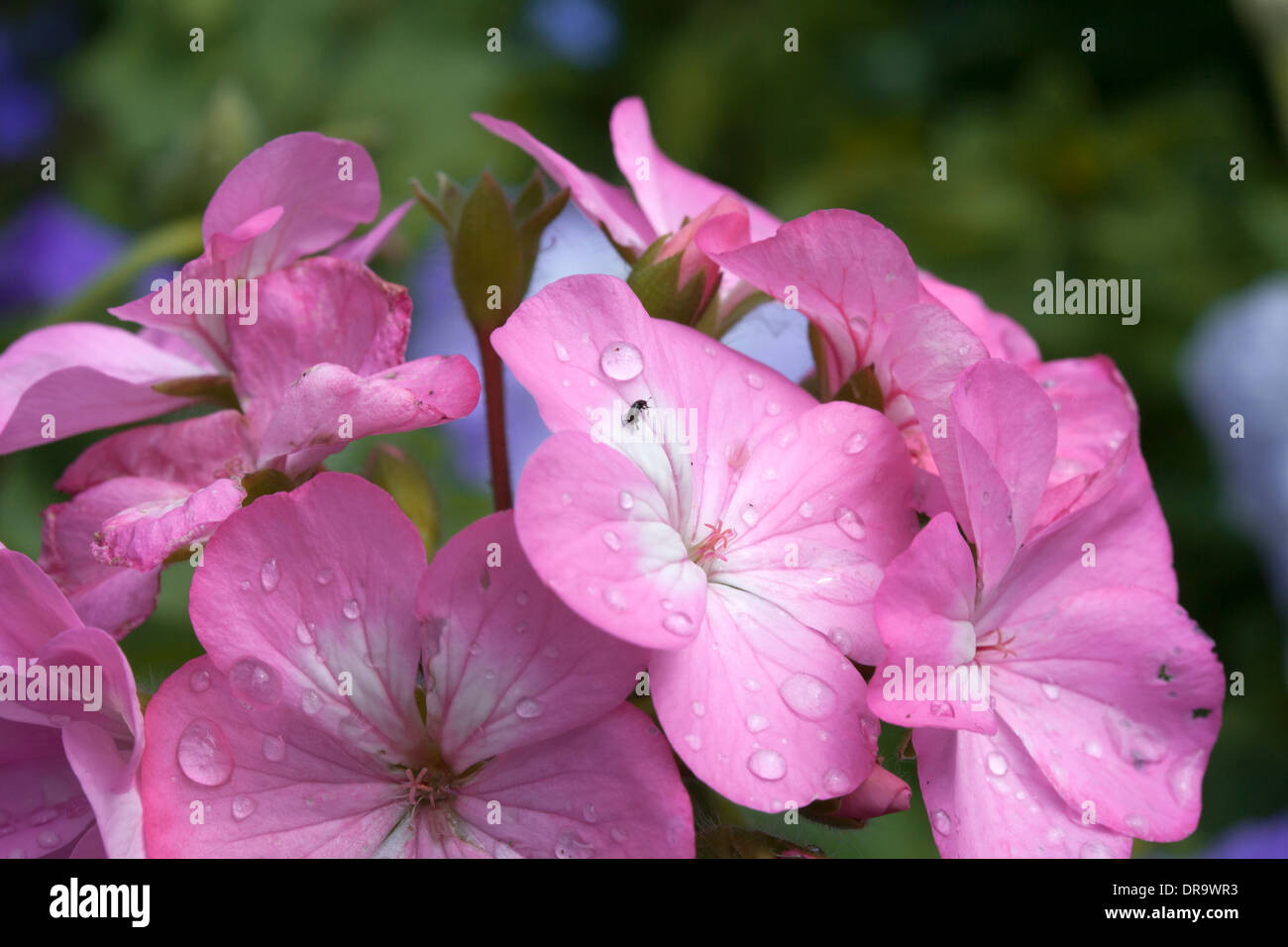 Pink geranium flowers Stock Photo - Alamy