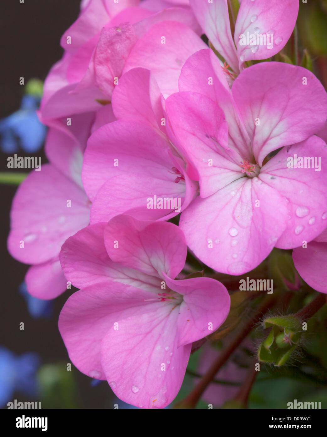 Pink geranium flowers Stock Photo - Alamy