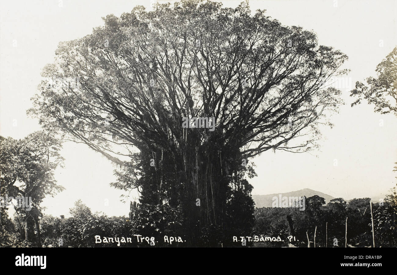 Samoa - Banyan Tree Stock Photo - Alamy