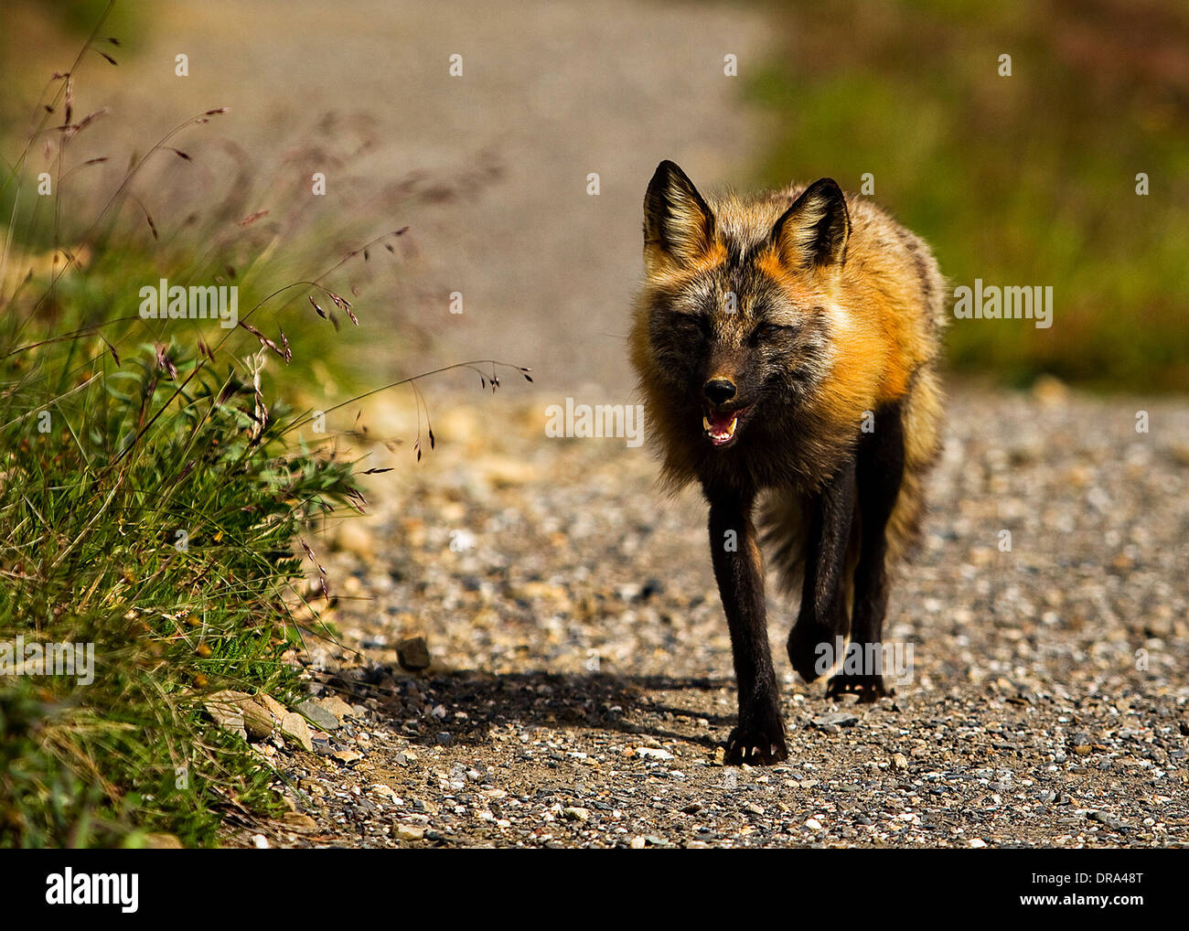 A red fox in Denali National Park June 21, 2009 in Glacier Bay, Alaska ...
