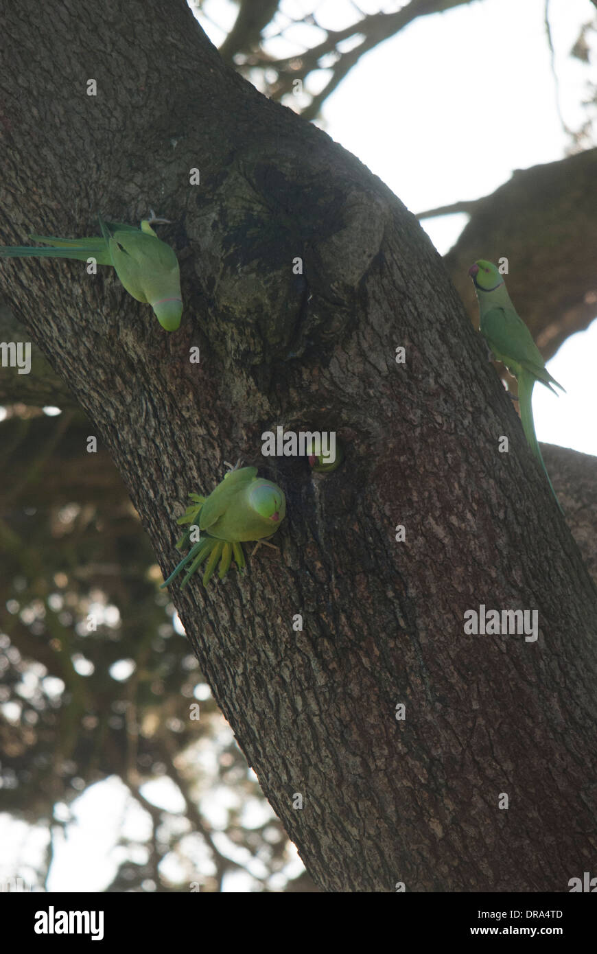 Ring Necked Parakeets (Psittacula krameri) at a nesting sight during ...