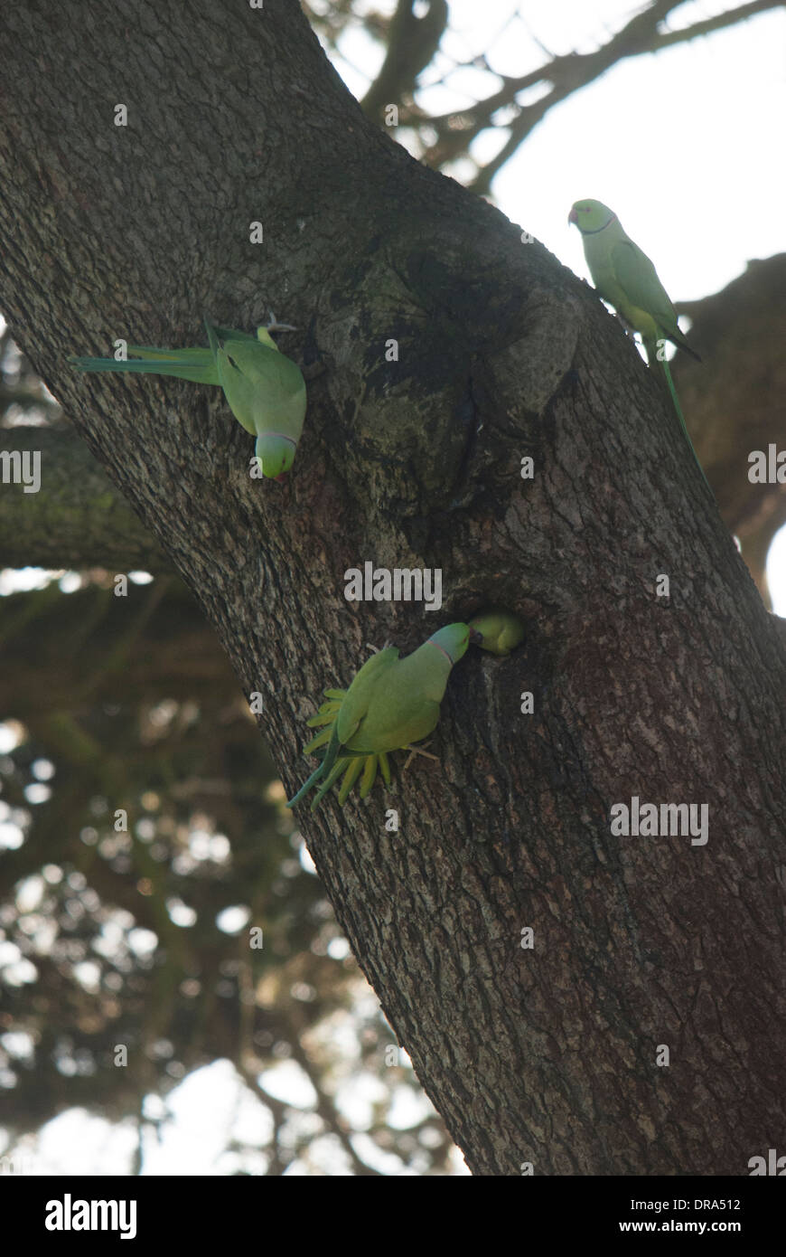 Ring Necked Parakeets (Psittacula krameri) at a nesting sight during ...