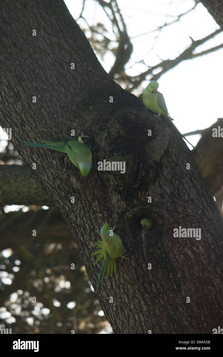 Ring Necked Parakeets (Psittacula krameri) at a nesting sight during ...