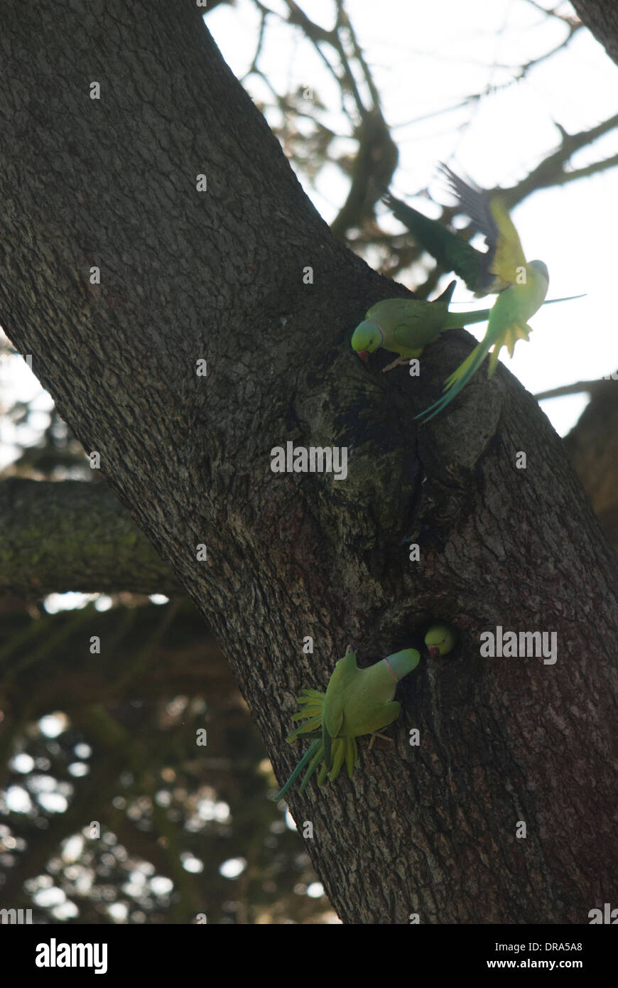 Ring Necked Parakeets (Psittacula krameri) at a nesting sight during ...